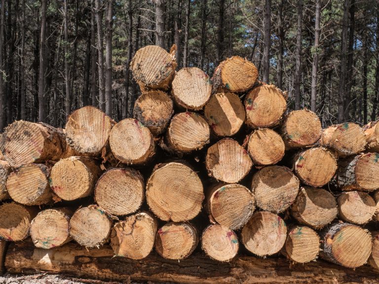 Understanding the Carbon Footprint of Timber | Mortlock Timber