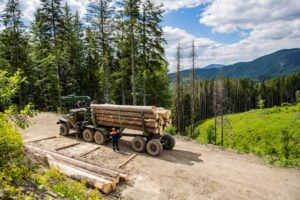 Why is Timber a Renewable Resource and Why We Use It - Mortlock timber