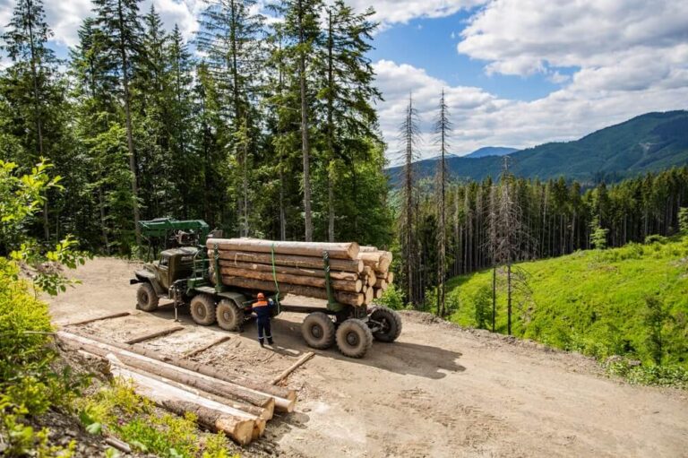 Why is timber a renewable resource and why should we use it more often?
